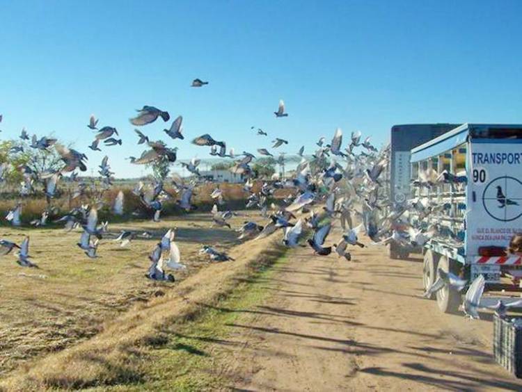 Colombófilas: Claudio Caputo fue el ganador en la Primera Carrera del ...